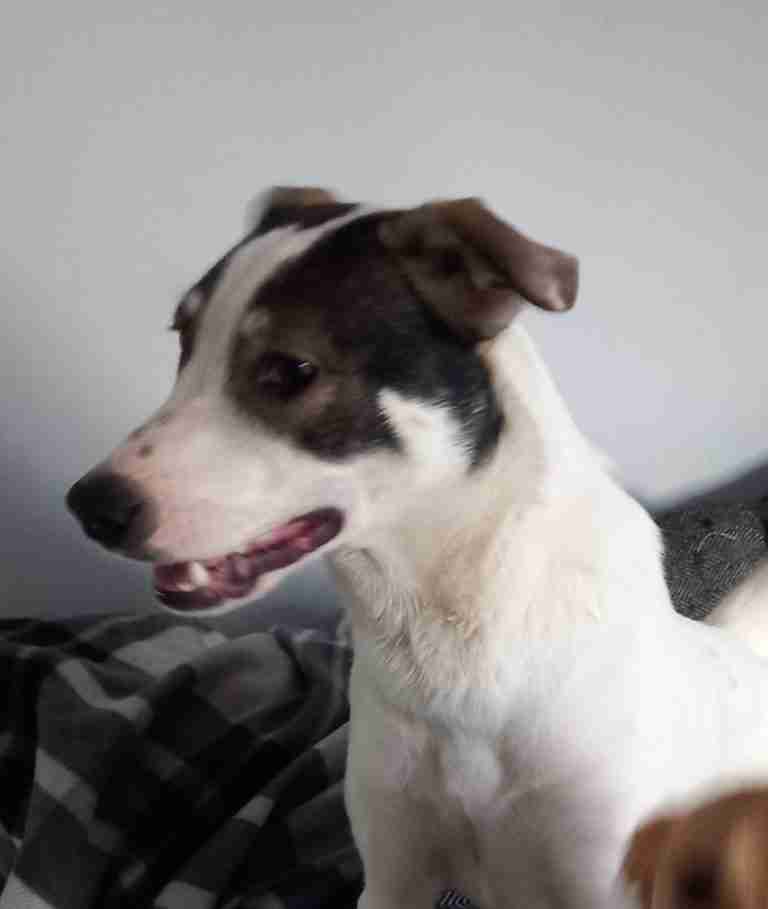 - Female Dogs For Adoption Dogs For Adoption